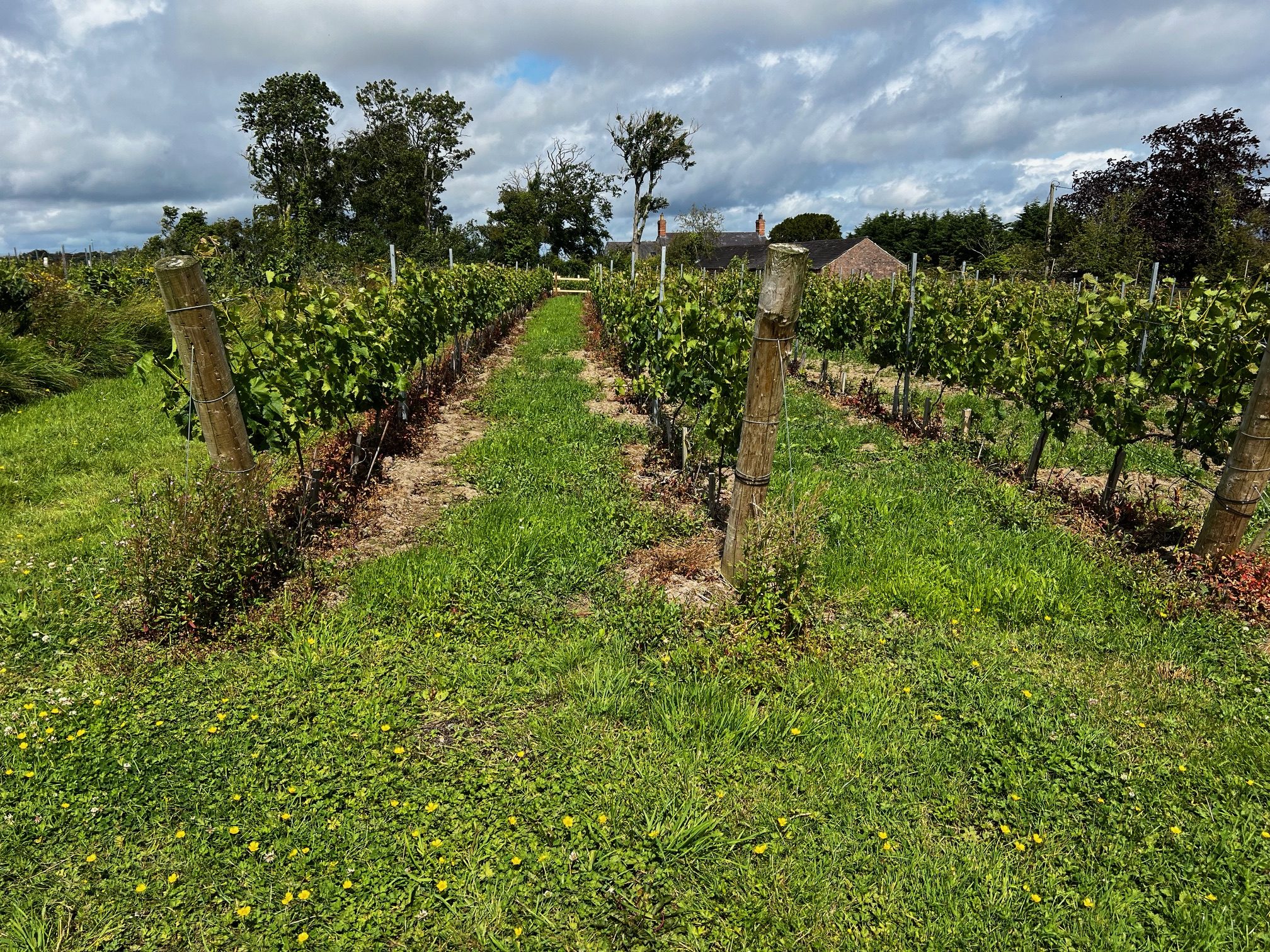 Our Irish Vineyard | Fairy Trees Winery, Ireland